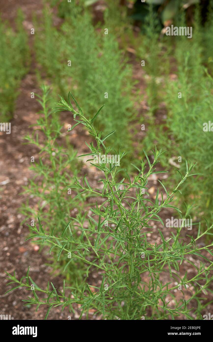 Stinkwort dittrichia graveolens hi-res stock photography and images - Alamy