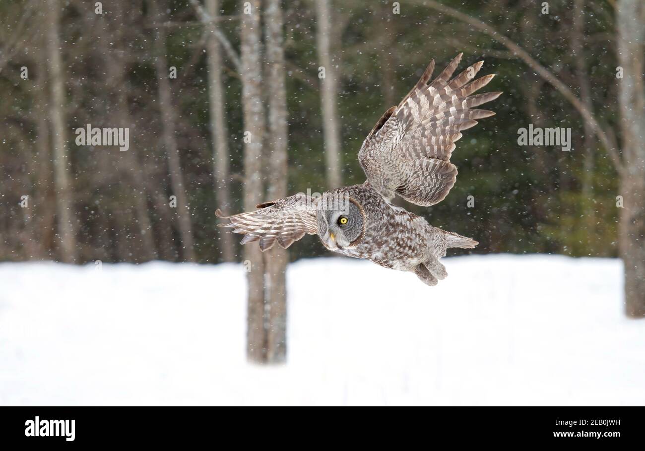 Great grey owl with wings spread preparing to pounce on its prey on ...