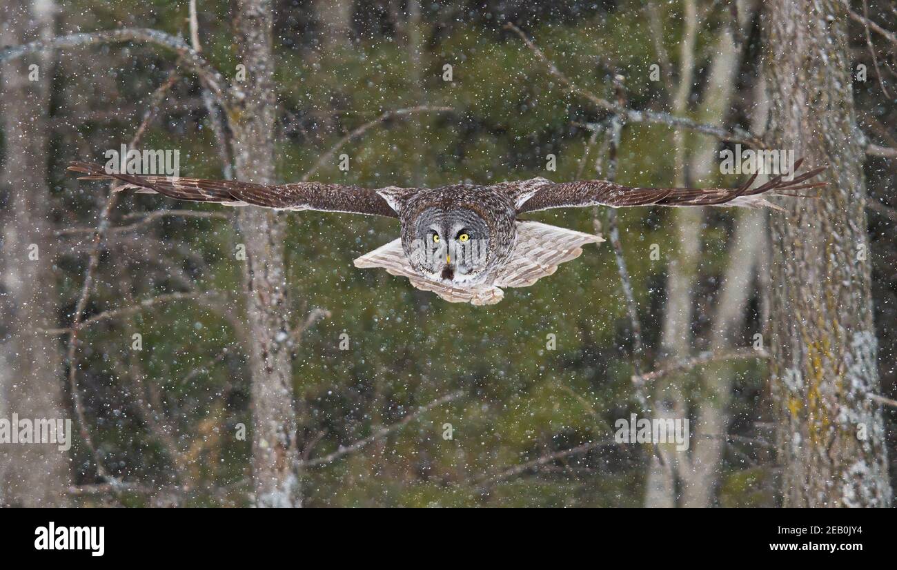 Great grey owl with wings spread preparing to pounce on its prey on ...