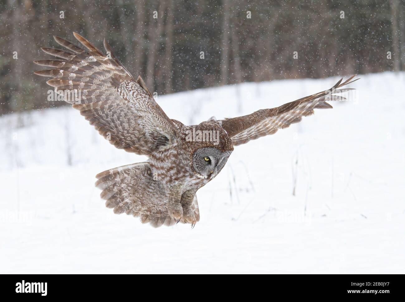 Great grey owl with wings spread preparing to pounce on its prey on ...