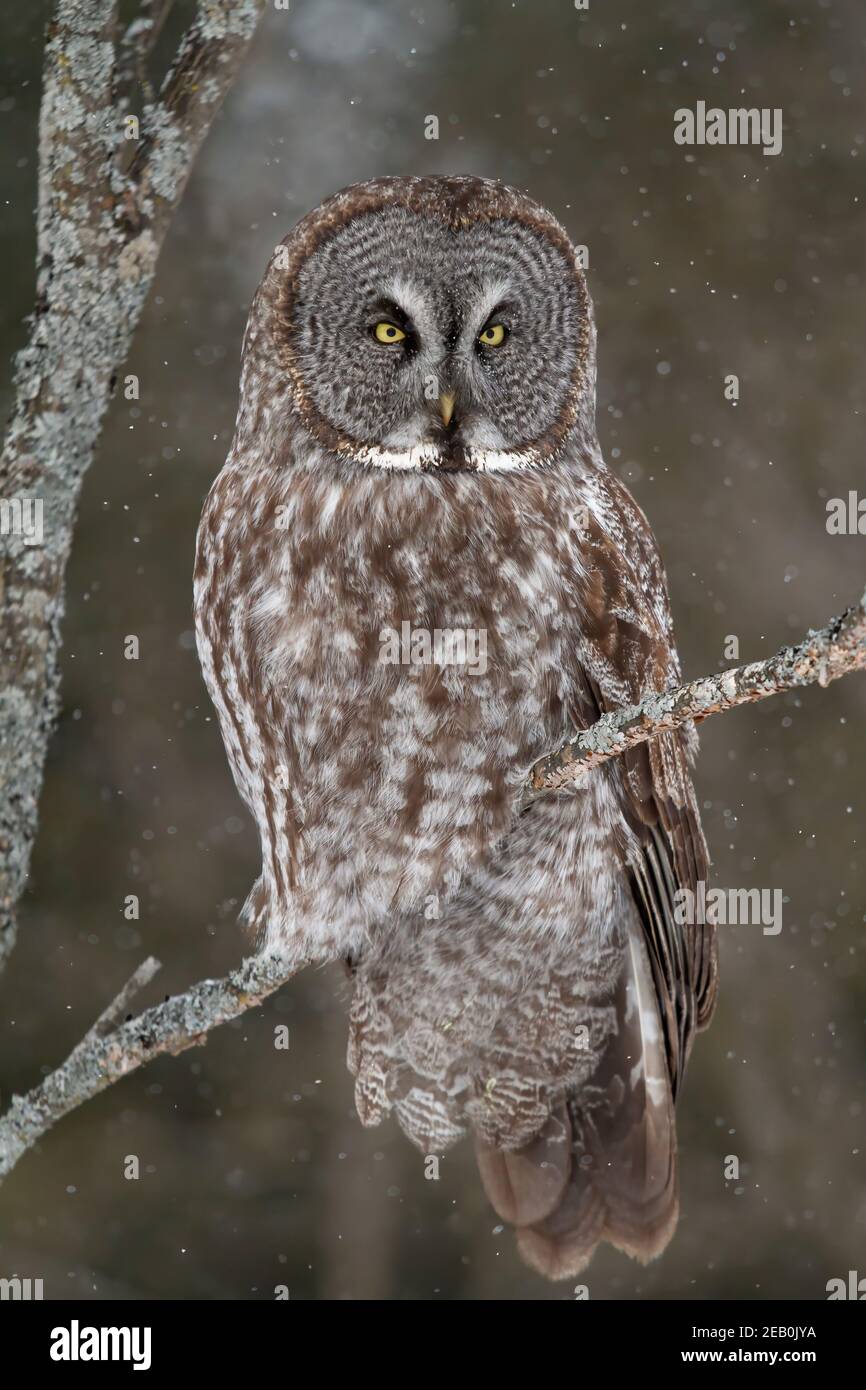 Great grey owl in a tree overlooking a snow covered field in Canada ...