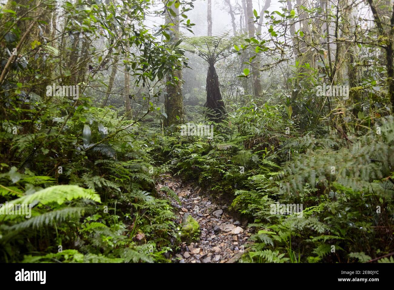 Upper montane, or cloud forest on Mount Kinabalu, Sabah, Malaysia ...