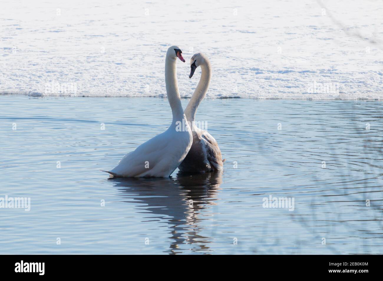 Swans Making A Heart In The Sunset