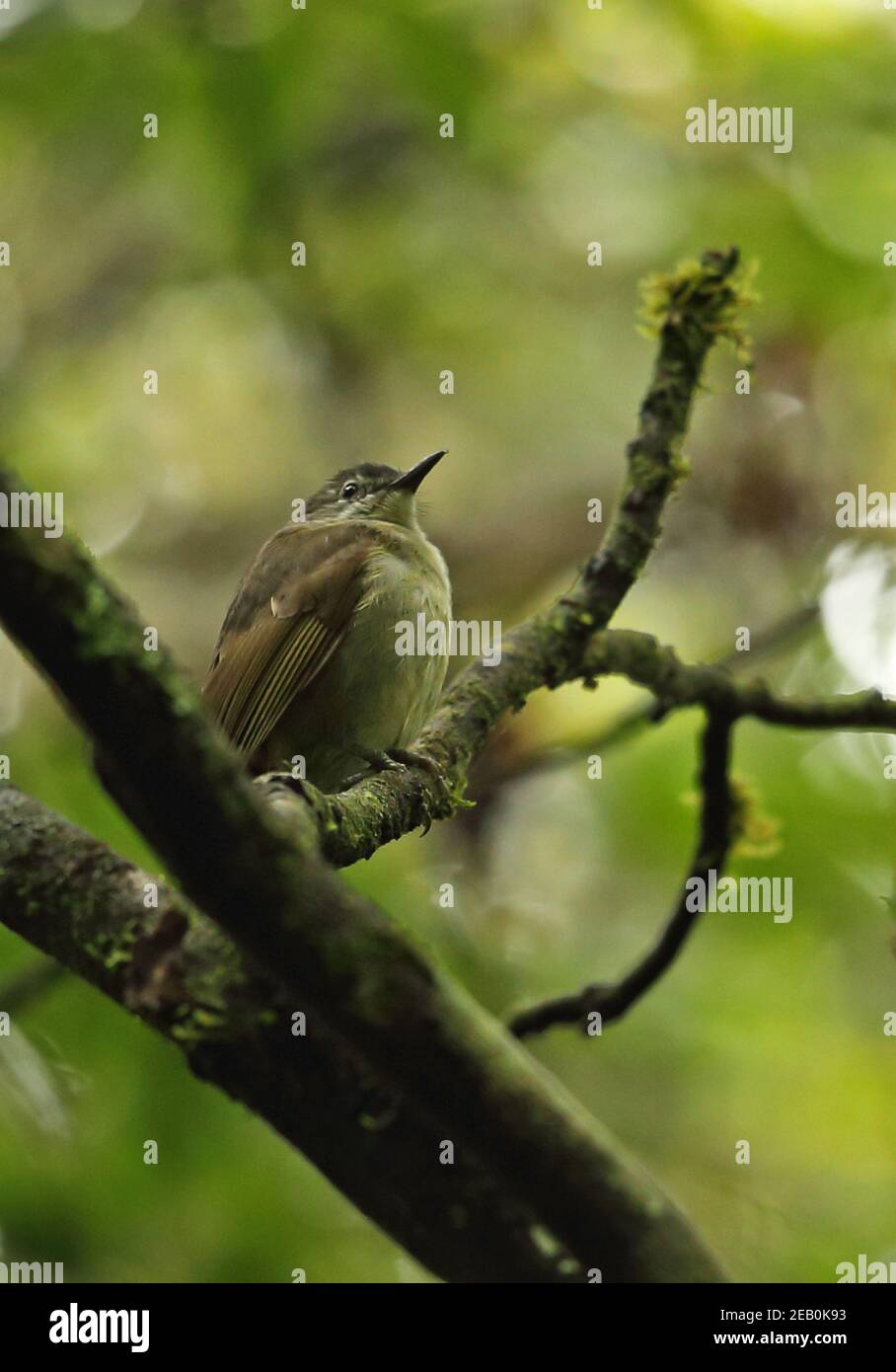 Phyllastrephus hi-res stock photography and images - Alamy