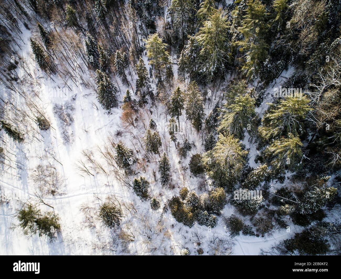 Winter forest aerial landscape during hi-res stock photography and ...