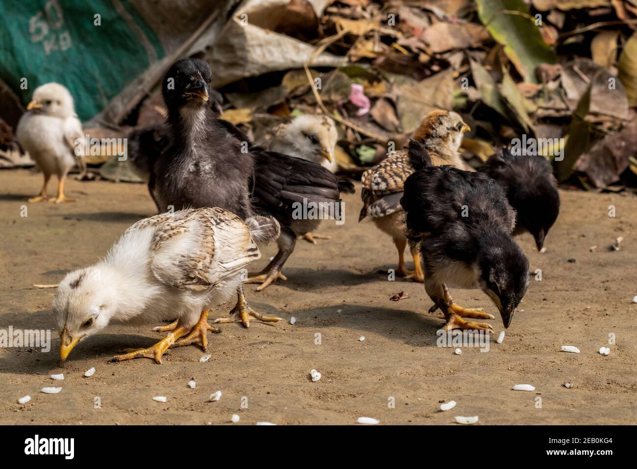 Baby hen hi-res stock photography and images - Alamy