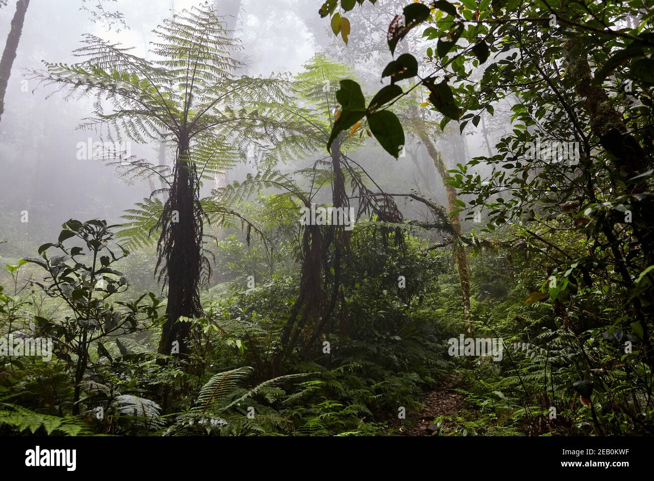 Upper montane, or cloud forest on Mount Kinabalu, Sabah, Malaysia ...