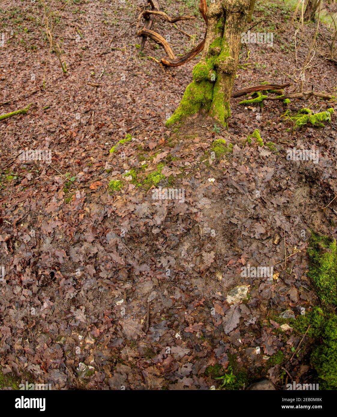 Semi-abstract winter woodland scene concentrating on structure of ...