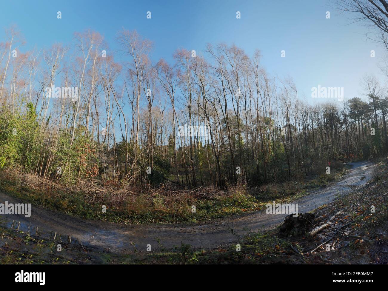 Keston Common late winter landscape with resting trees in sunshine ...