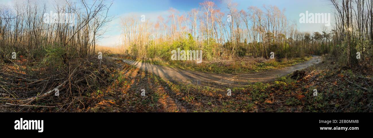 Keston Common late winter landscape with resting trees in sunshine ...