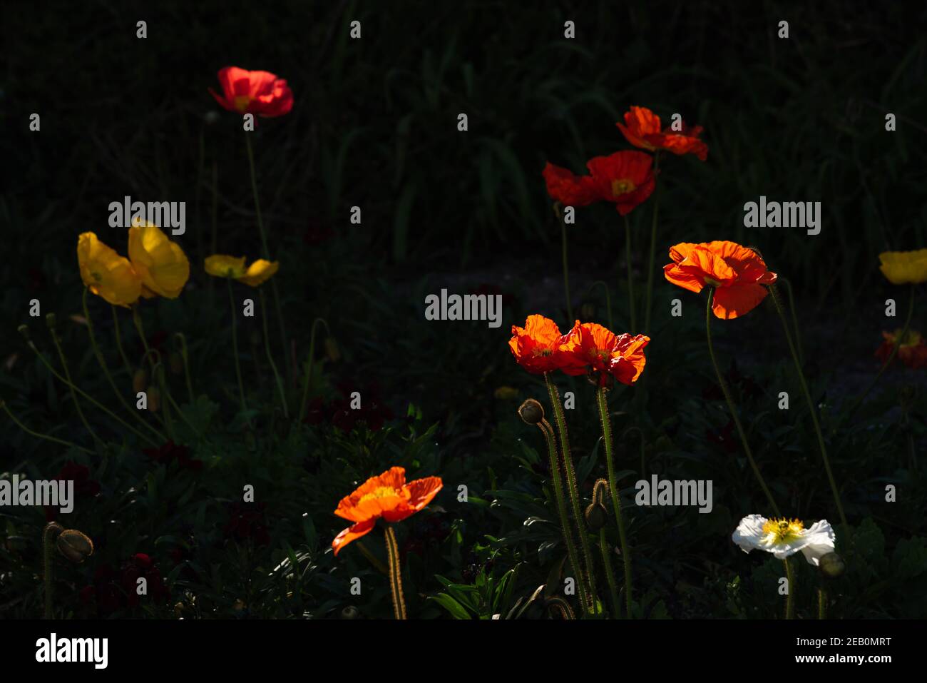 Poppy fire. Poppy flowers backlight. Beautiful flowerbed in garden ...