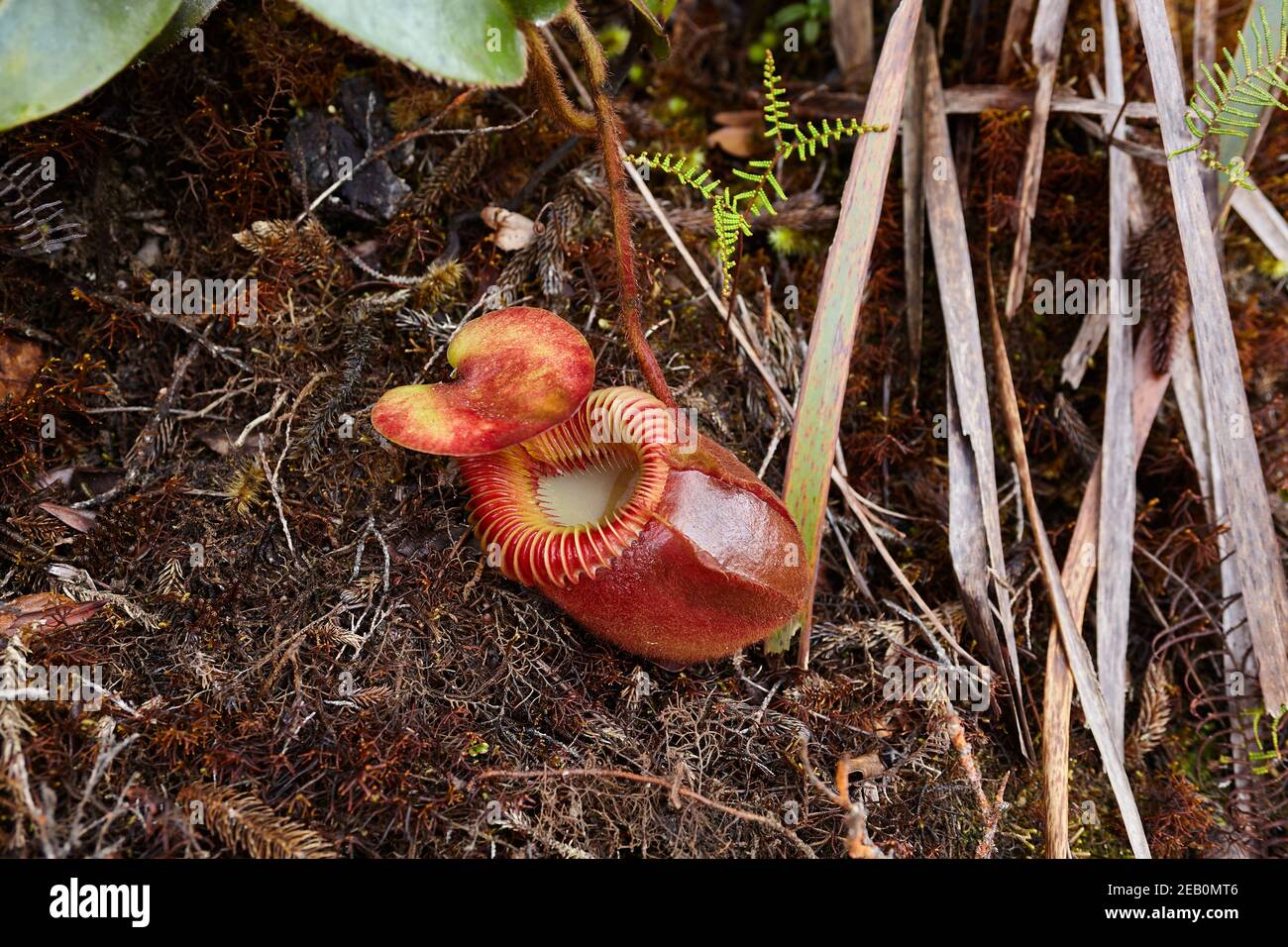 Pitcher plant (nepenthes villosa), Mount Kinabalu, Sabah, Malaysia ...