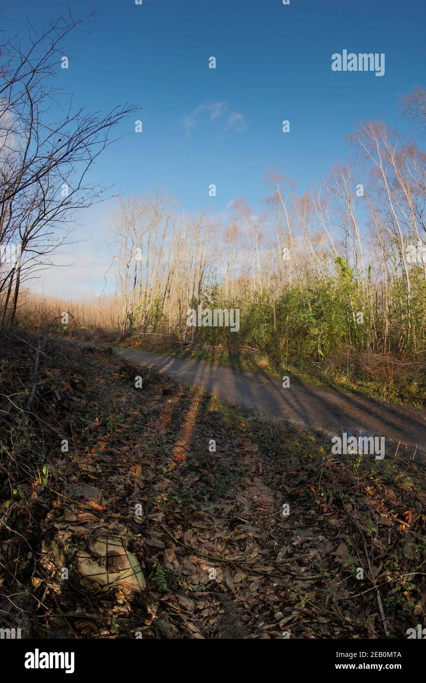 Keston Common late winter landscape with resting trees in sunshine ...