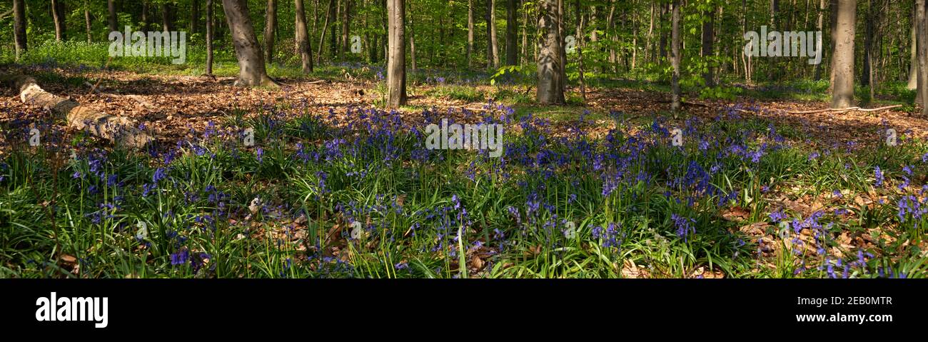 Bluebells in Vincennes forest of Paris, France. Game of light and ...