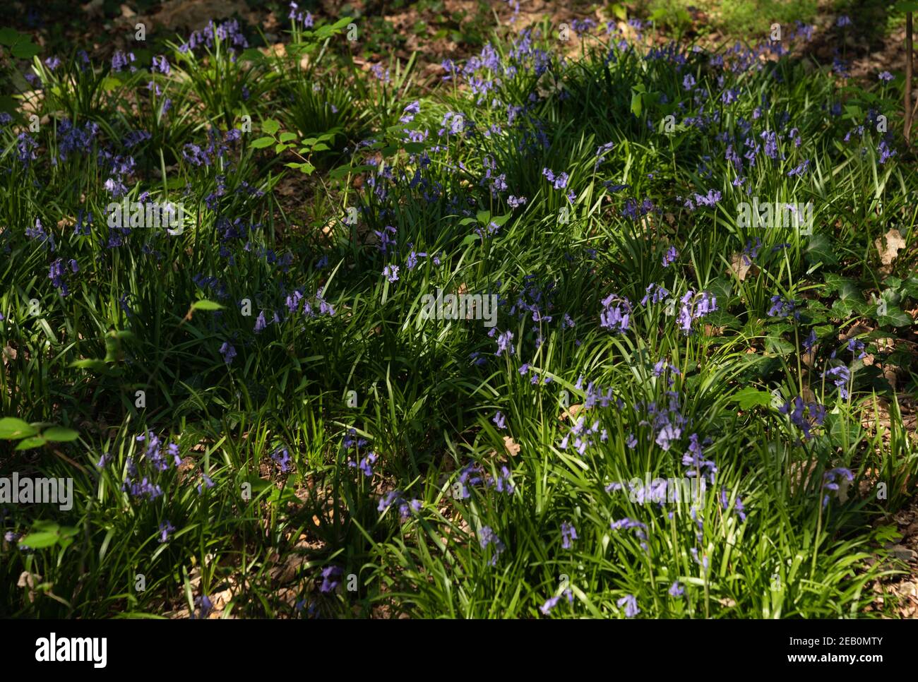 Bluebells in Vincennes forest of Paris, France. Game of light and ...