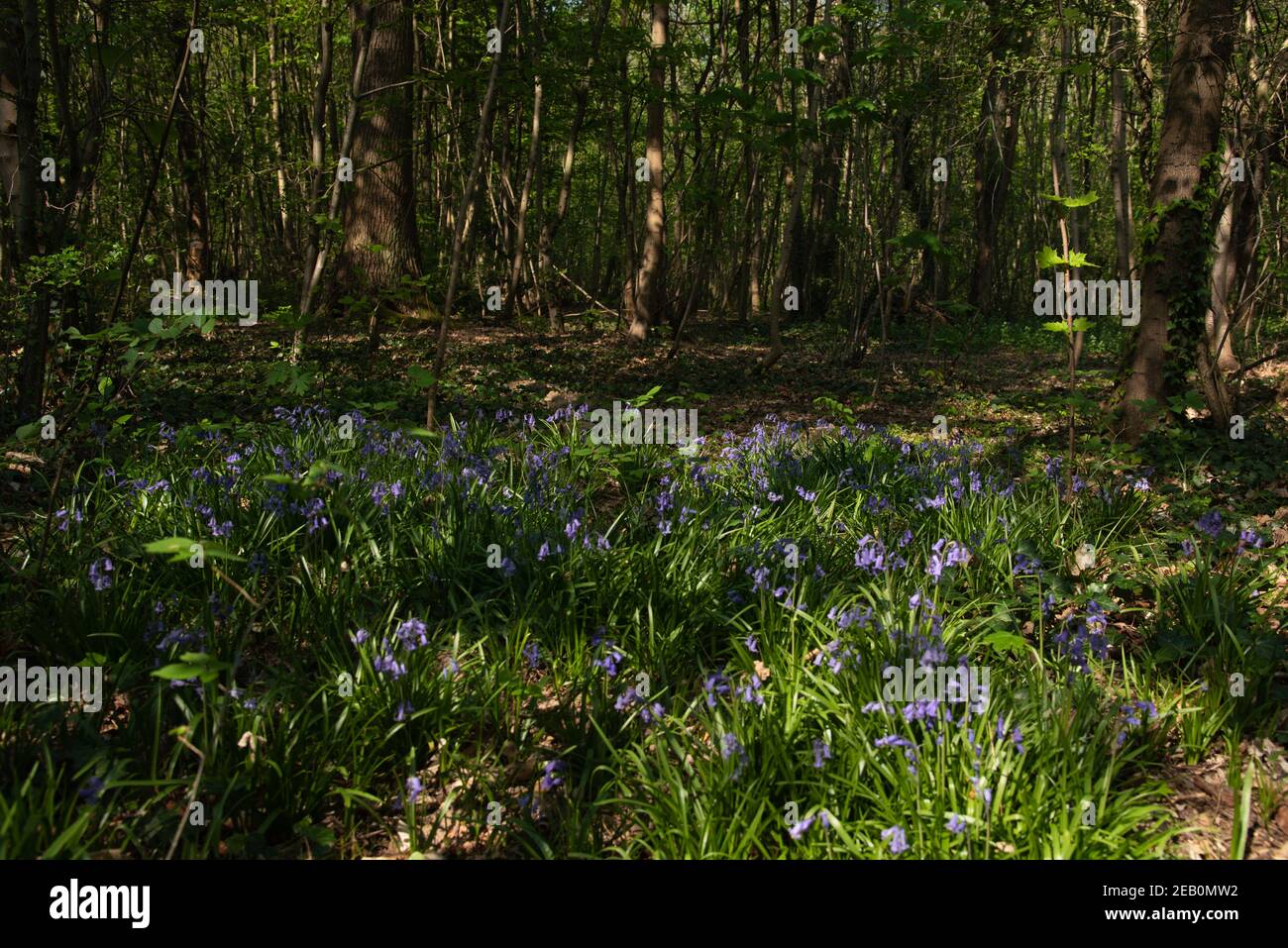 Bluebells in Vincennes forest of Paris, France. Game of light and ...