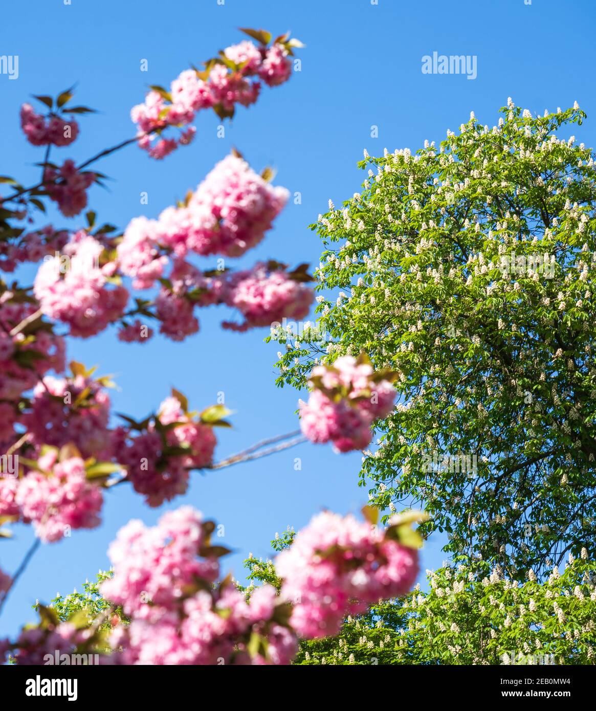 Chestnut tree in paris france hi-res stock photography and images - Alamy