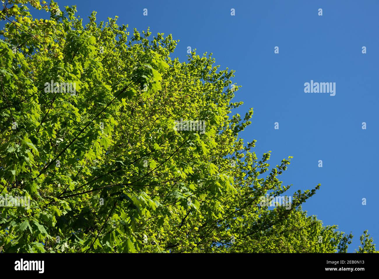 Nature yin and yang background. Dualism, interconnection, energy ...