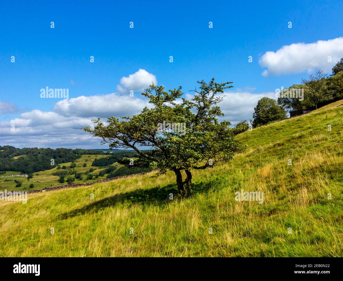 Landscape with trees in summer at Cromford in the Derwent Valley ...