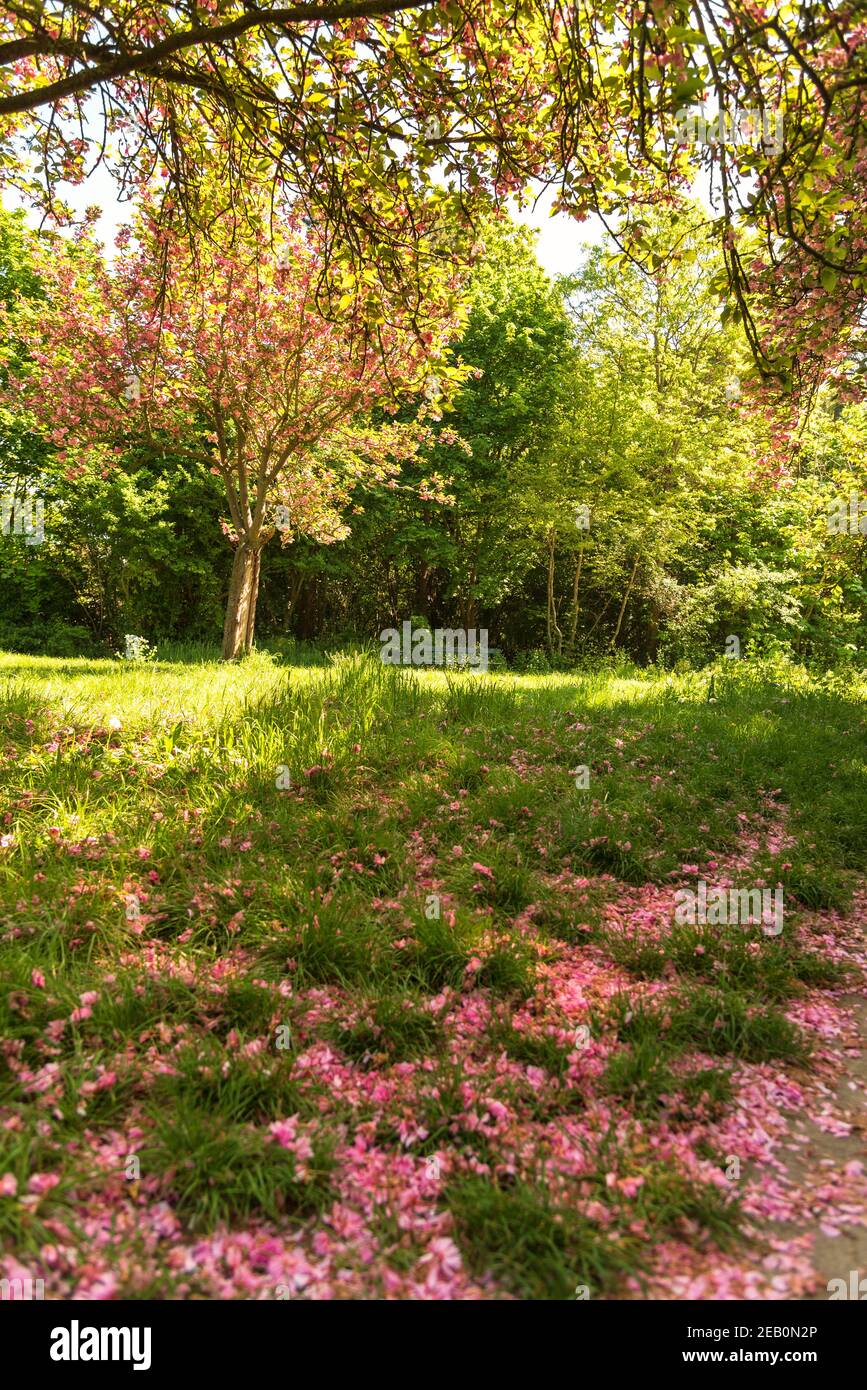 Paris tree blossom bench hi-res stock photography and images - Alamy