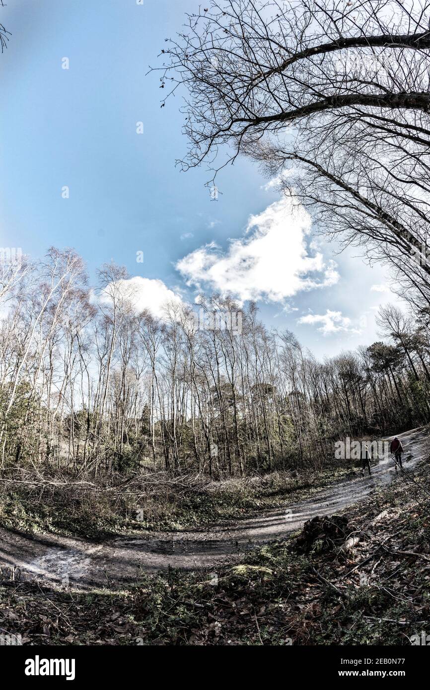 Keston Common late winter landscape with resting trees in sunshine ...