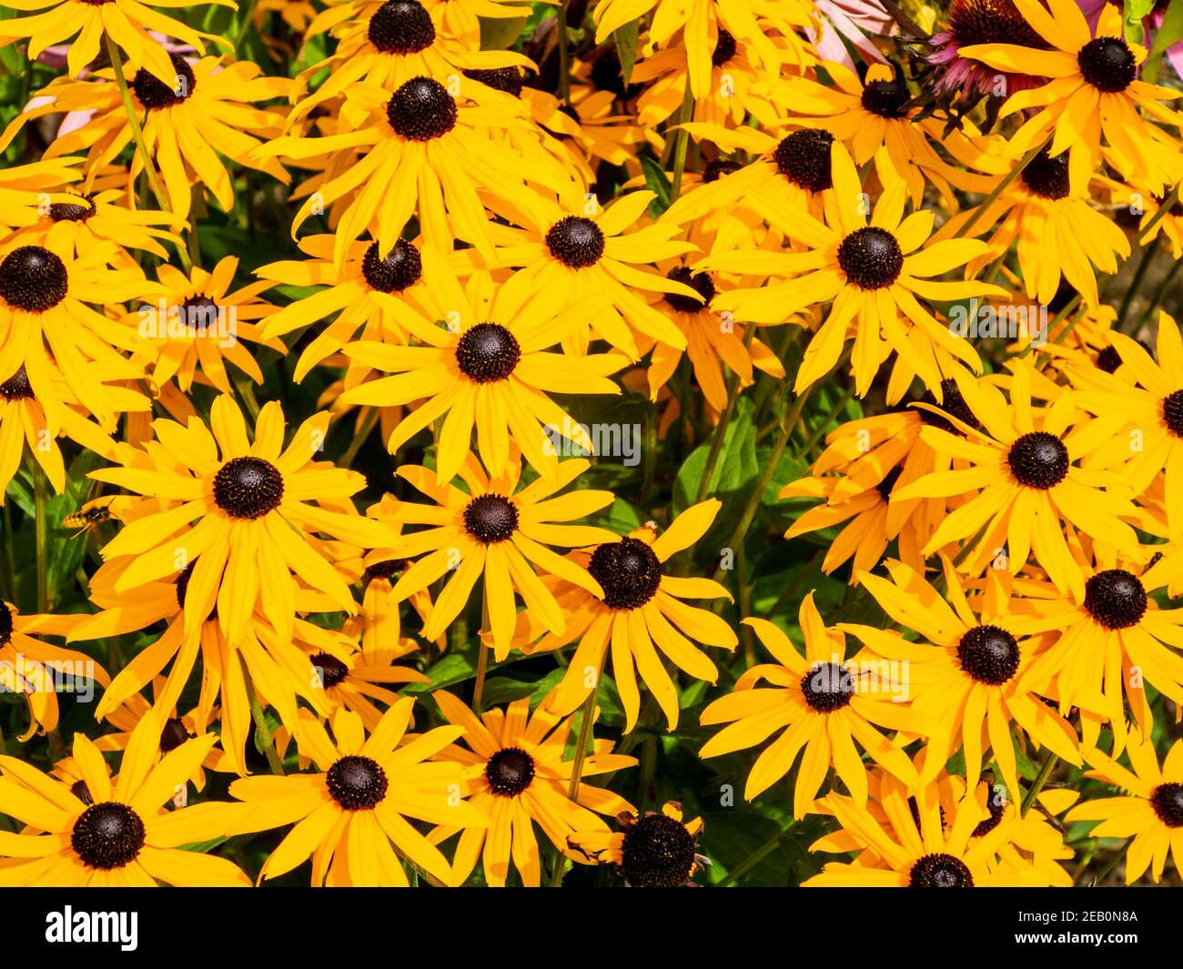 Asteraceae family of flowers hi-res stock photography and images - Alamy