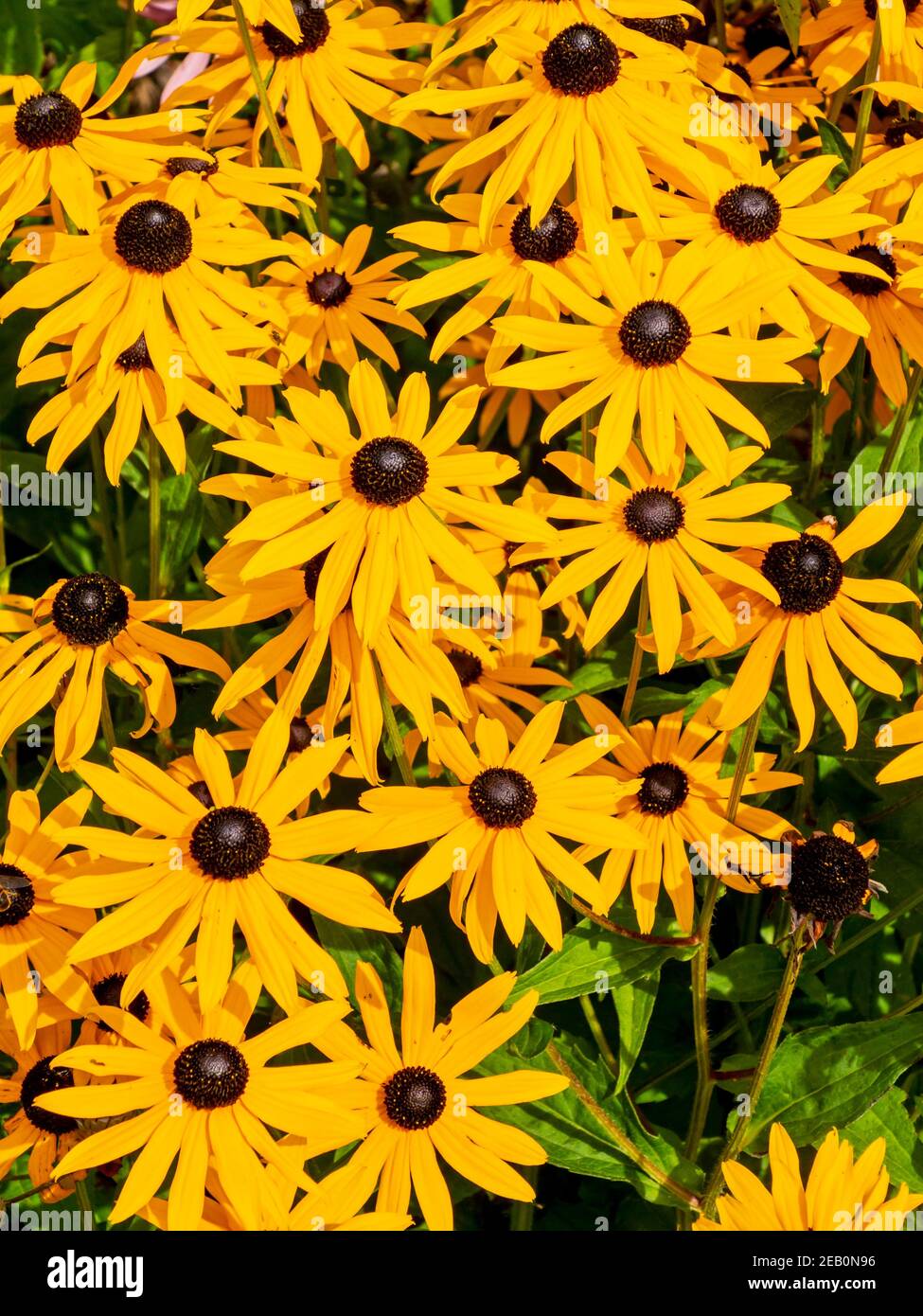 Asteraceae family of flowers hi-res stock photography and images - Alamy