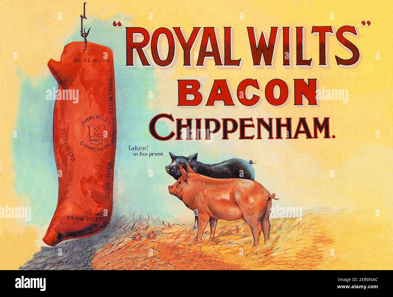 Royal Wilts Bacon 1900 Stock Photo - Alamy