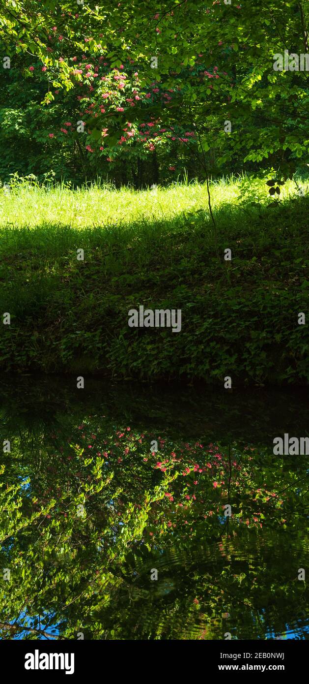 Chestnut tree in paris france hi-res stock photography and images - Alamy