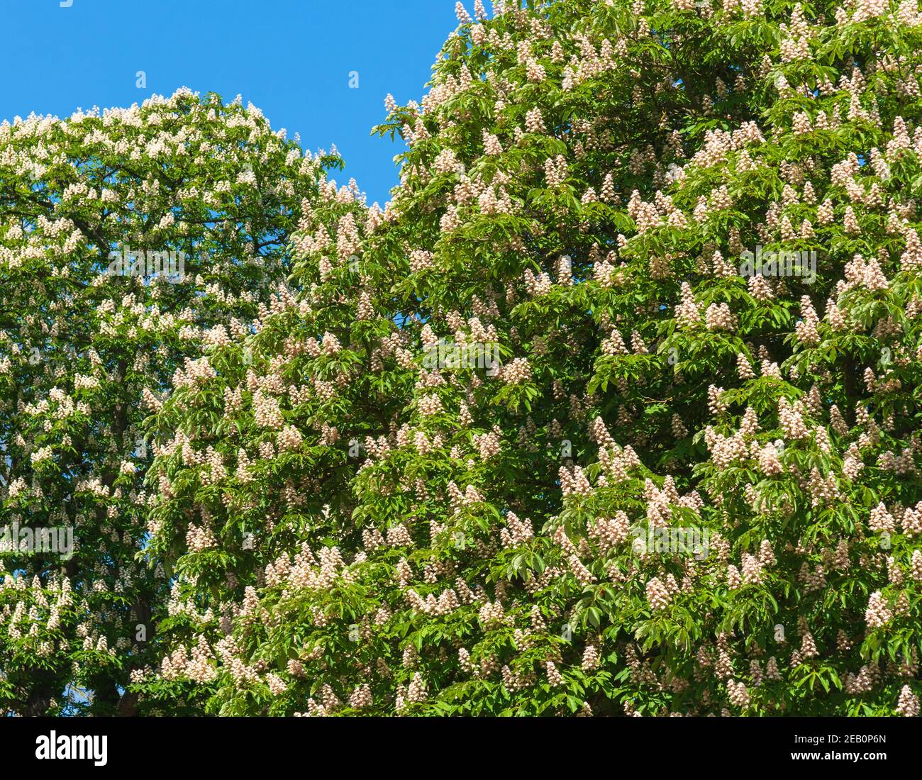 Chestnut shape symbol hi-res stock photography and images - Alamy
