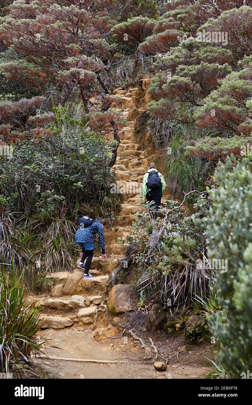 A region of reddish coloured ultramafic soils gives rise to strange ...