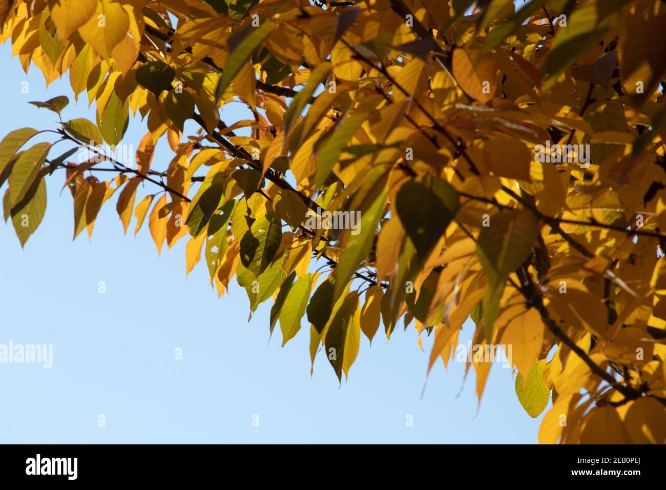 Tree with golden leaves grown on its branches against the clear sky in ...