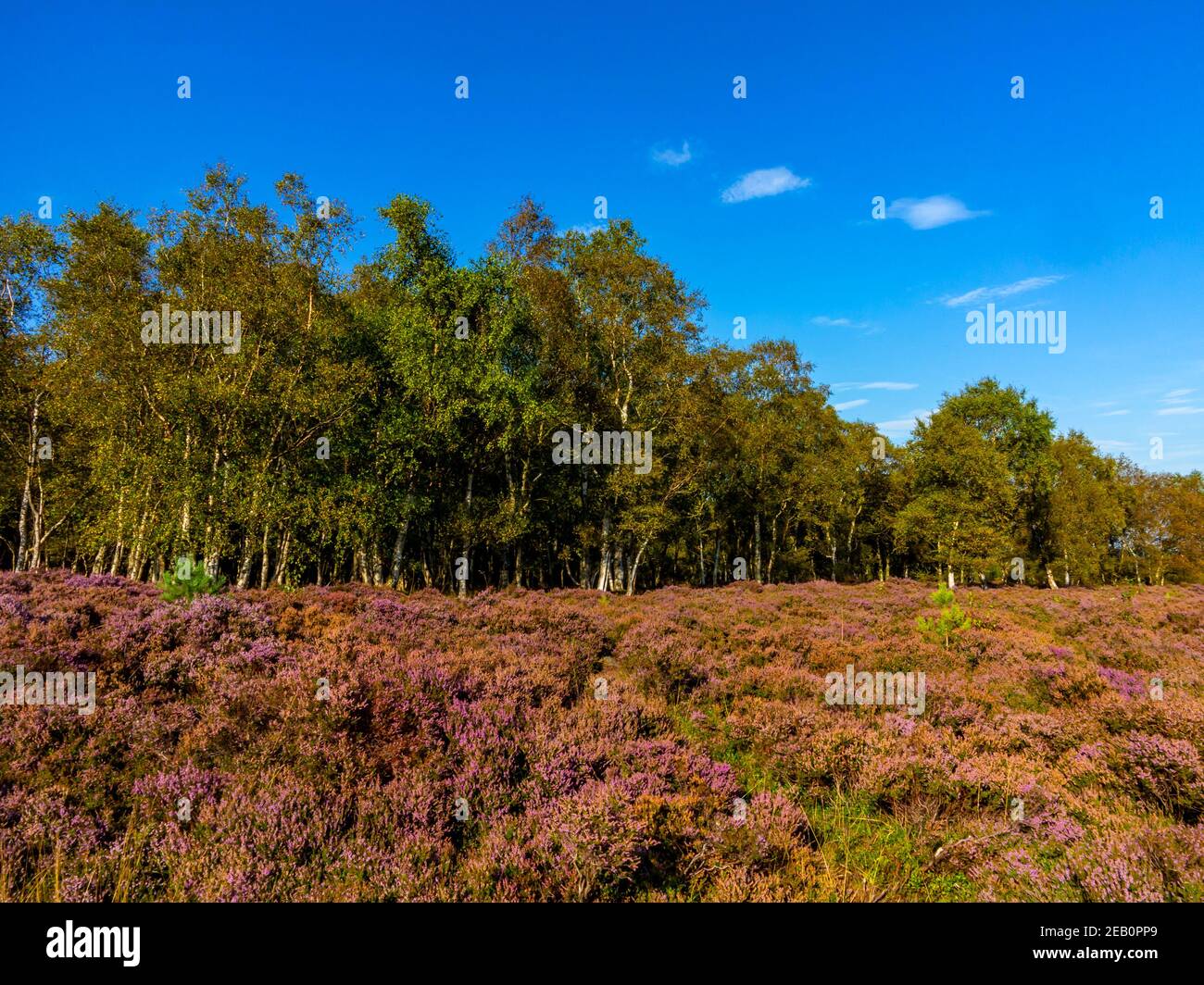 Trees and purple heather in late August on Stanton Moor near Bakewell ...