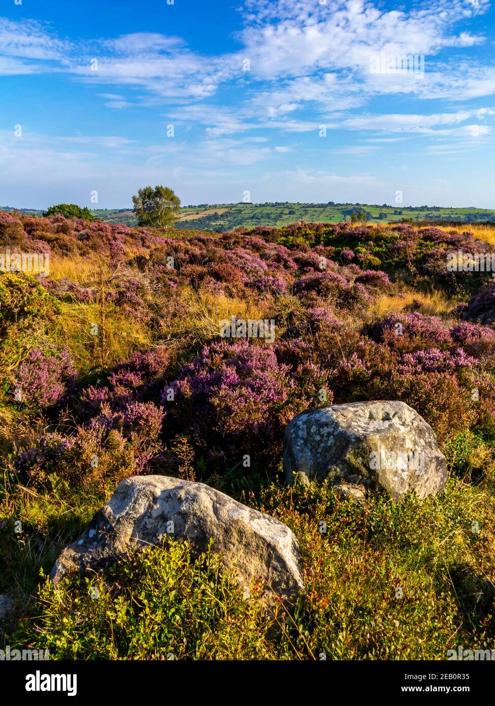 Trees, rocks and purple heather in late August on Stanton Moor near ...
