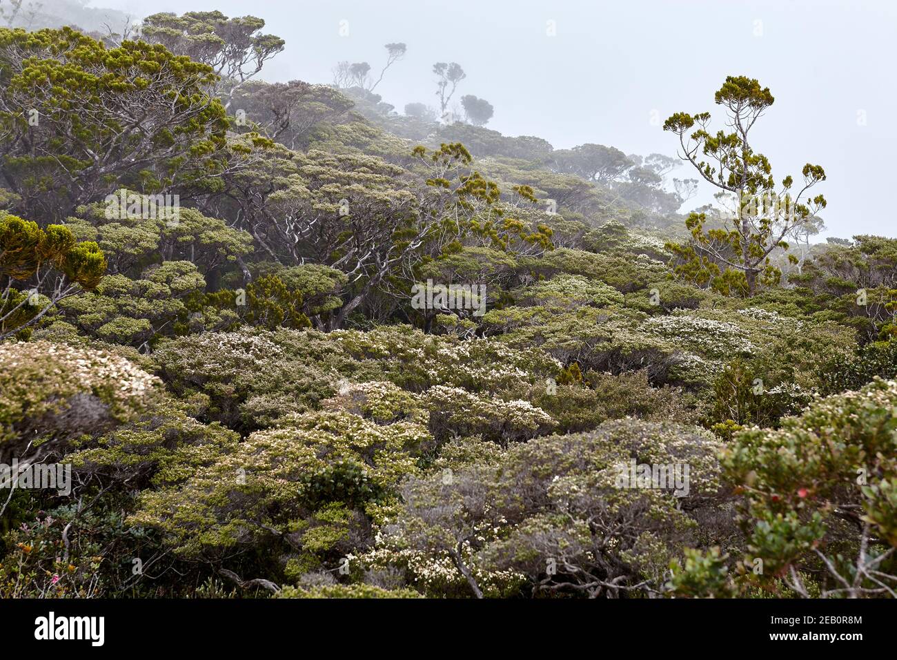 A region of reddish coloured ultramafic soils gives rise to strange ...