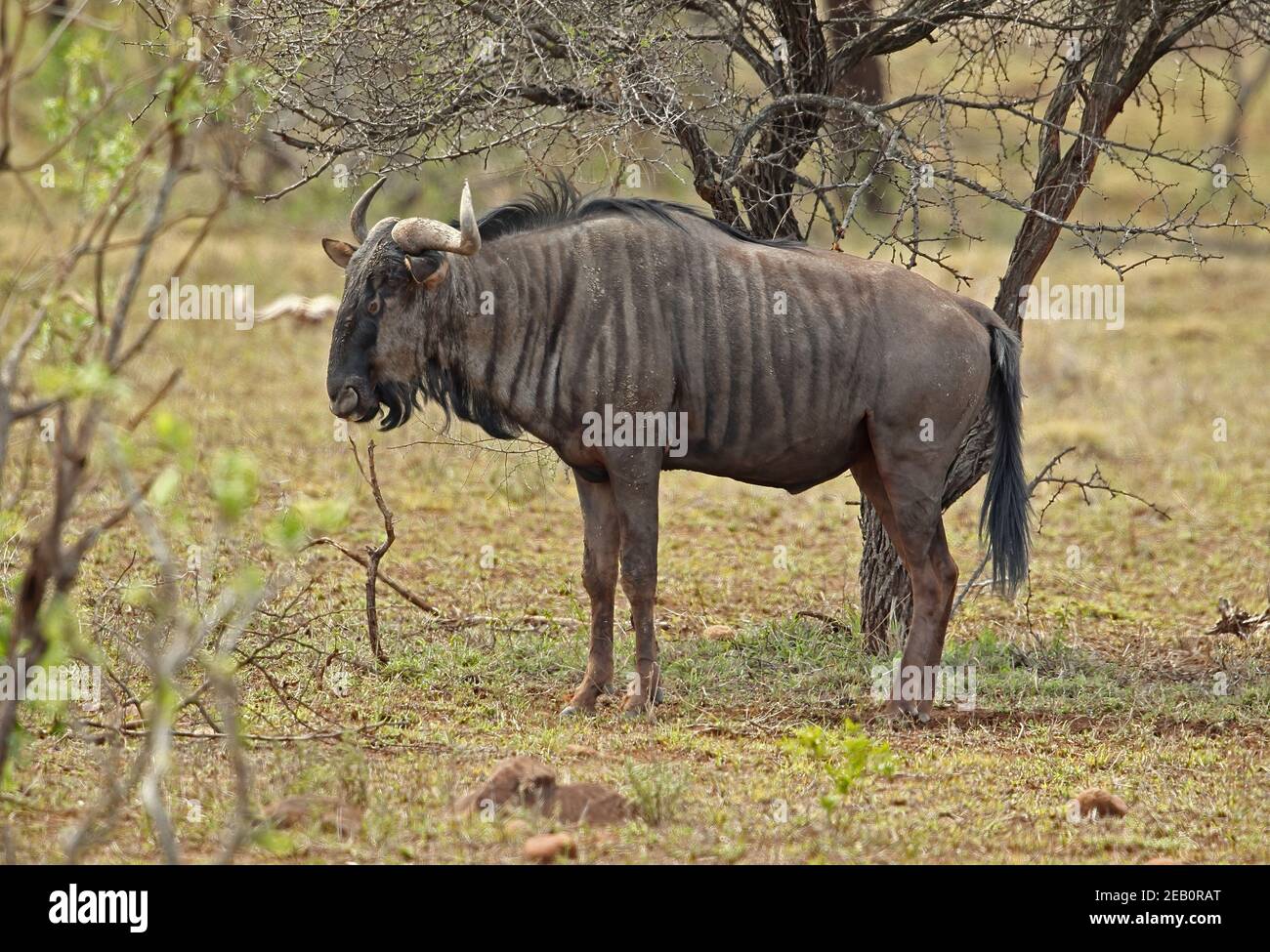 Wildebeest south africa hi-res stock photography and images - Alamy
