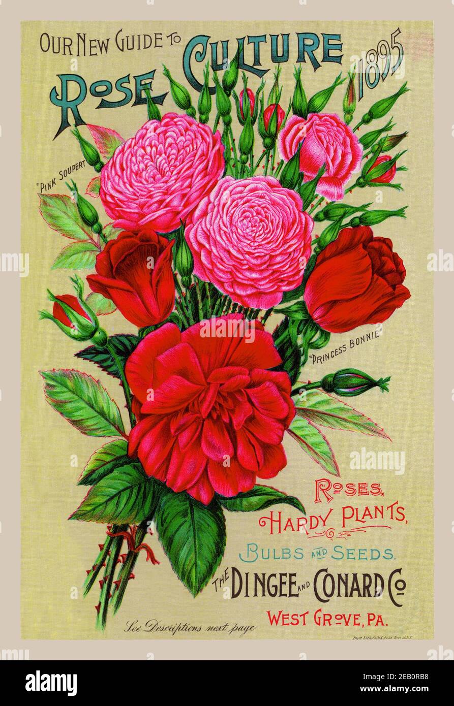 Our New Guide to Rose Culture, 1895 1895 Stock Photo - Alamy