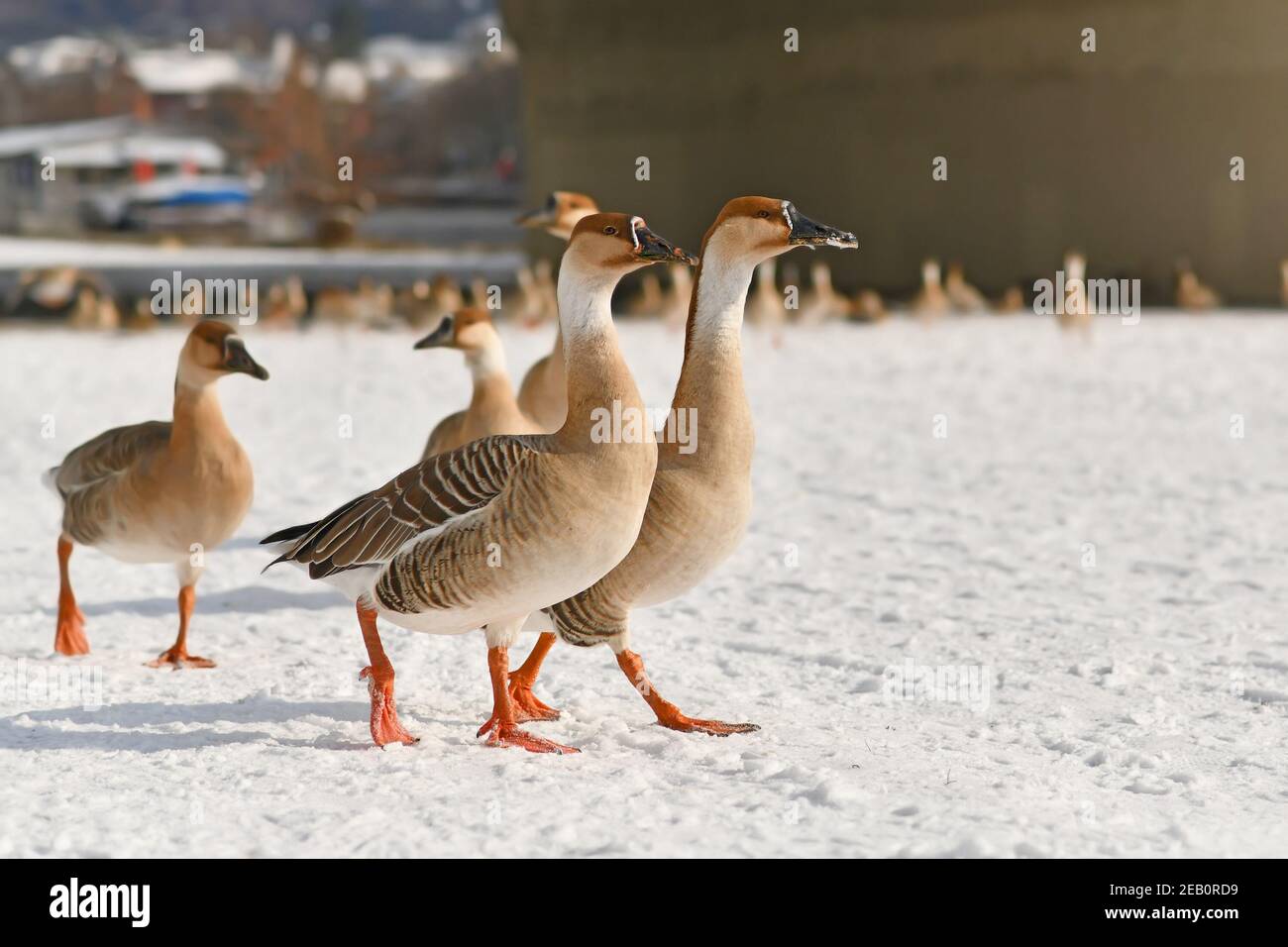 Confused bird species hi-res stock photography and images - Alamy