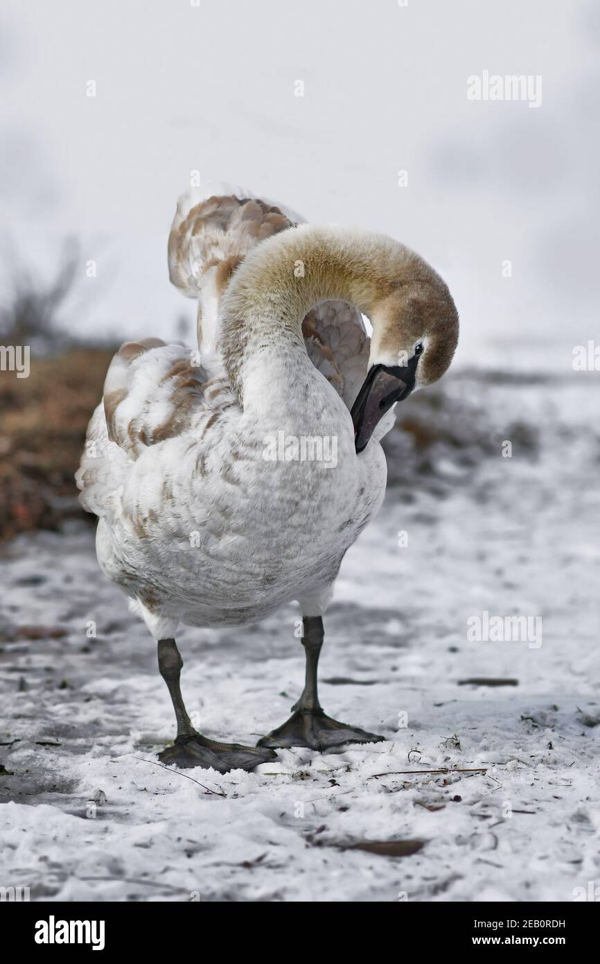 Brown swan bird hi-res stock photography and images - Alamy