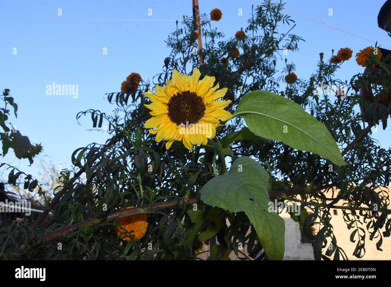 Tall sunflower growing in a garden Stock Photo - Alamy