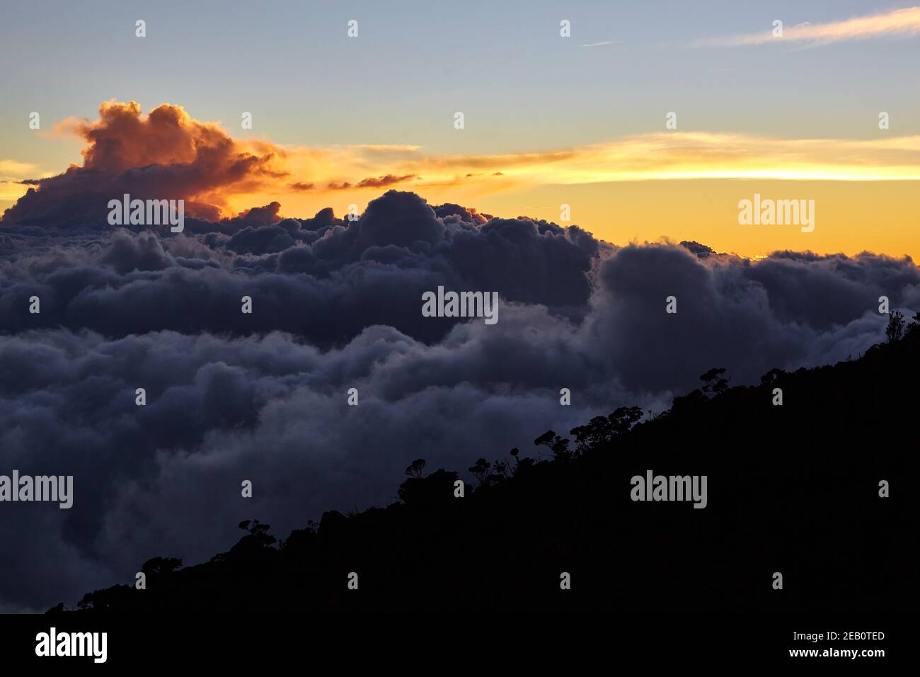 Thew forest trees are dwarfed against the clouds as the sunset above ...
