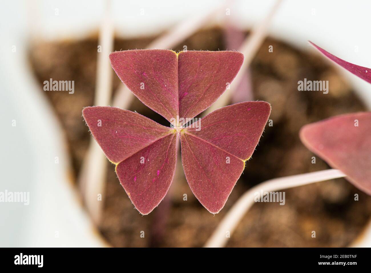 The leaves of a purpleleaf false shamrock (Oxalis triangularis subsp ...