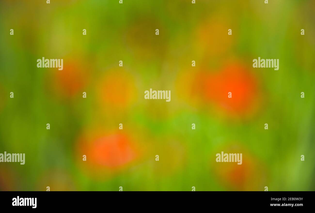 Blurred photo of poppy flowers field. Abstract color art background ...