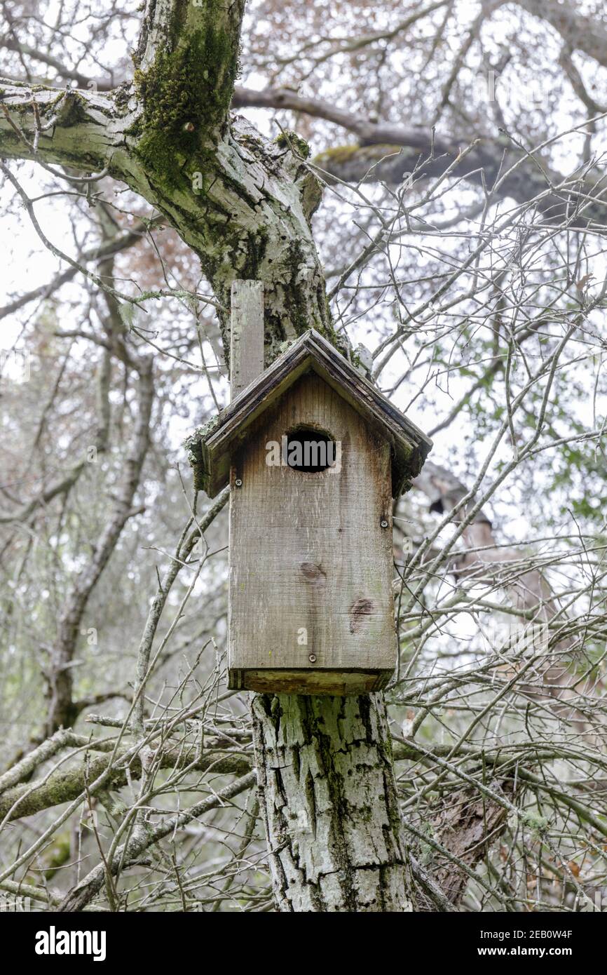 Birdhouse bird house entrance hi-res stock photography and images - Alamy