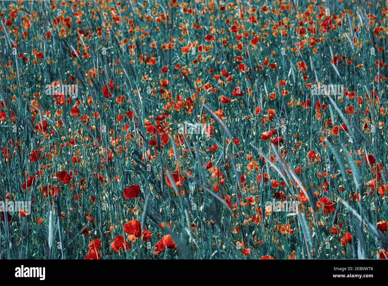 Remembrance poppy banner. Mourning poppy flowers. Funeral flowers blue ...