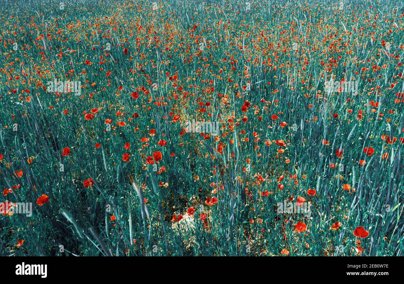 Remembrance poppy banner. Mourning poppy flowers. Funeral flowers blue ...