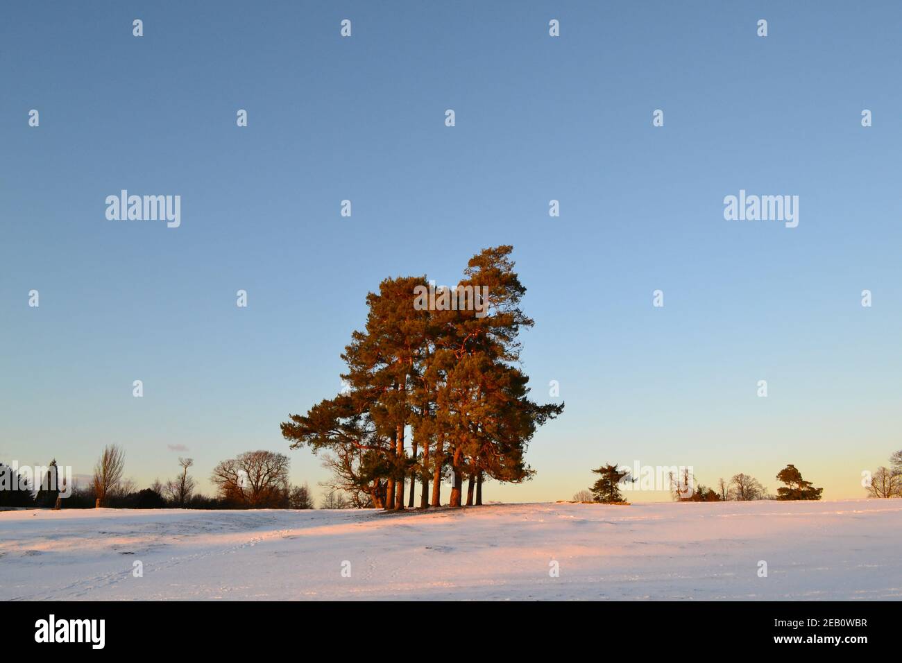 A beautiful pine clump in historic Knole park, Sevenoaks, Kent during a ...