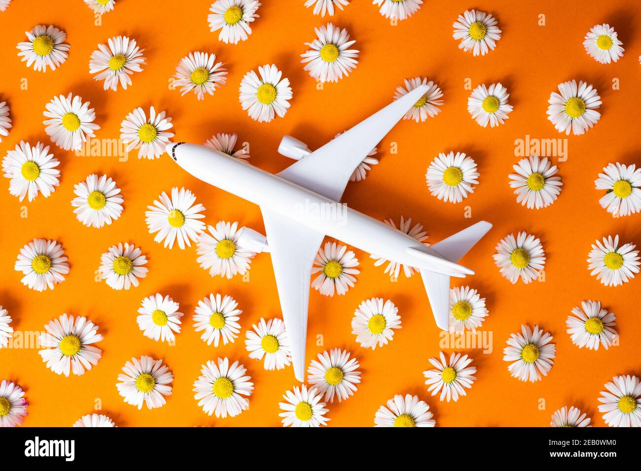 (Selective focus) Top view of an airplane model with beautiful daisy ...