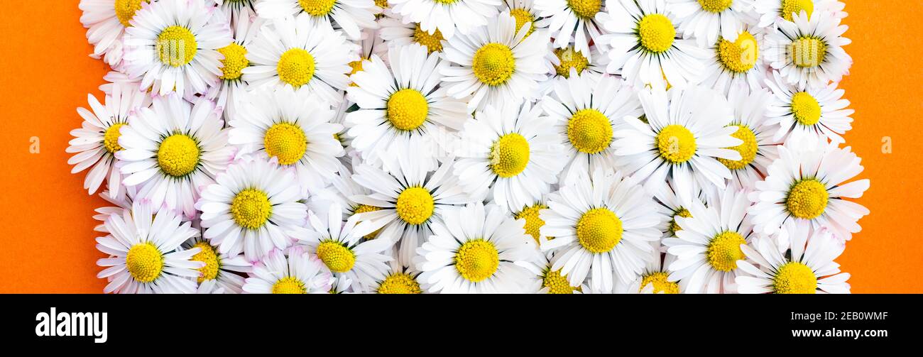 Beautiful daisy flowers round hi-res stock photography and images - Alamy