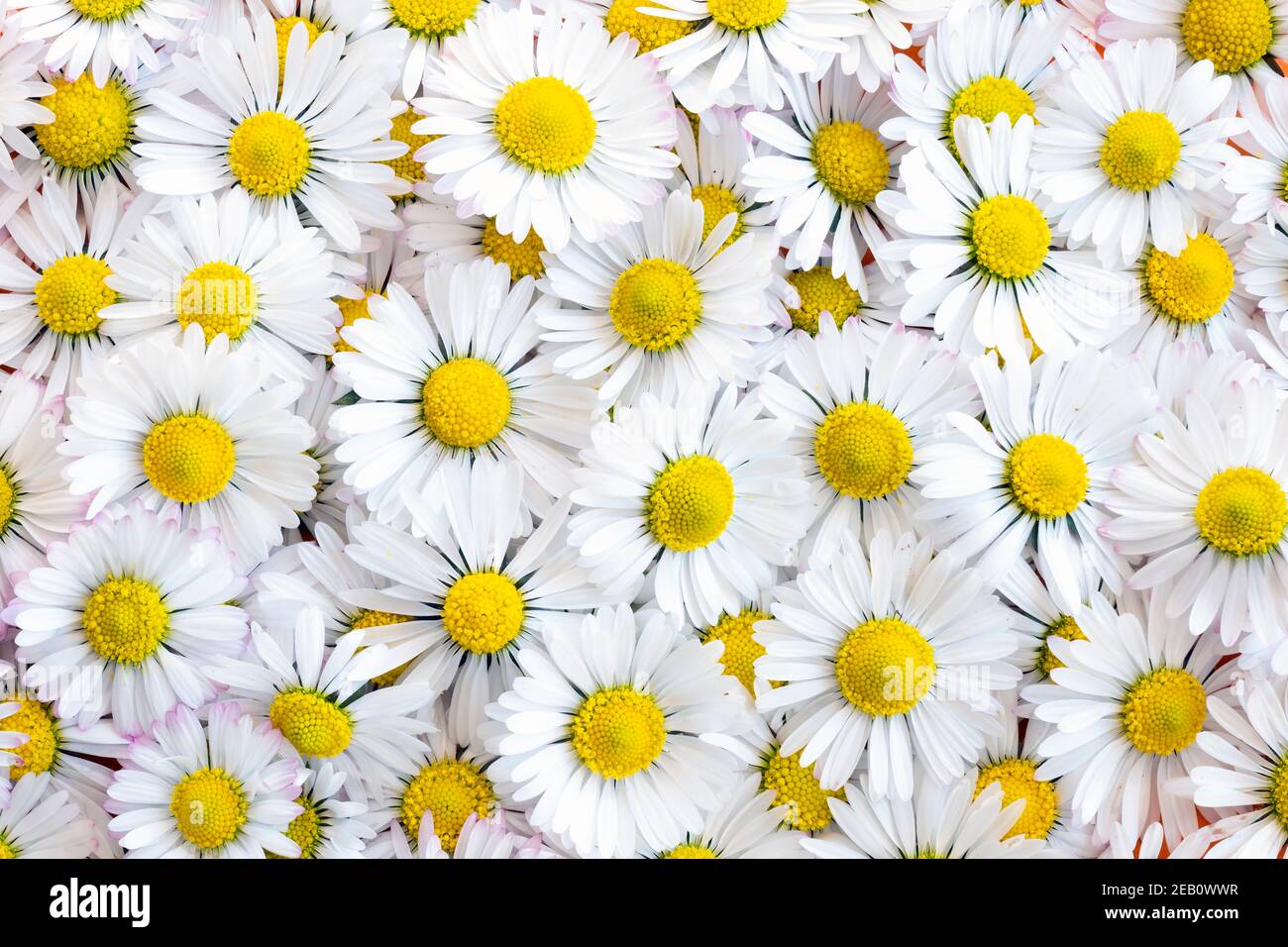 (Selective focus) Top view of beautiful daisy flowers forming a natural ...